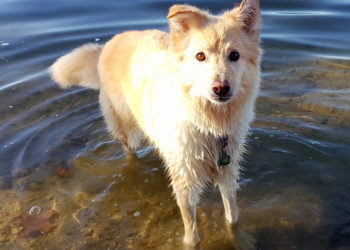 Village of Paddock Lake, Kenosha County, WI – Official Website of the ...